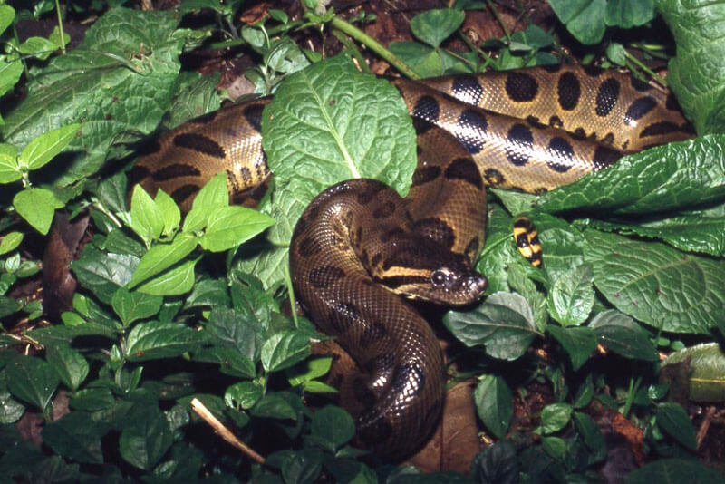 Top 20 largest snakes in the world - Depth World