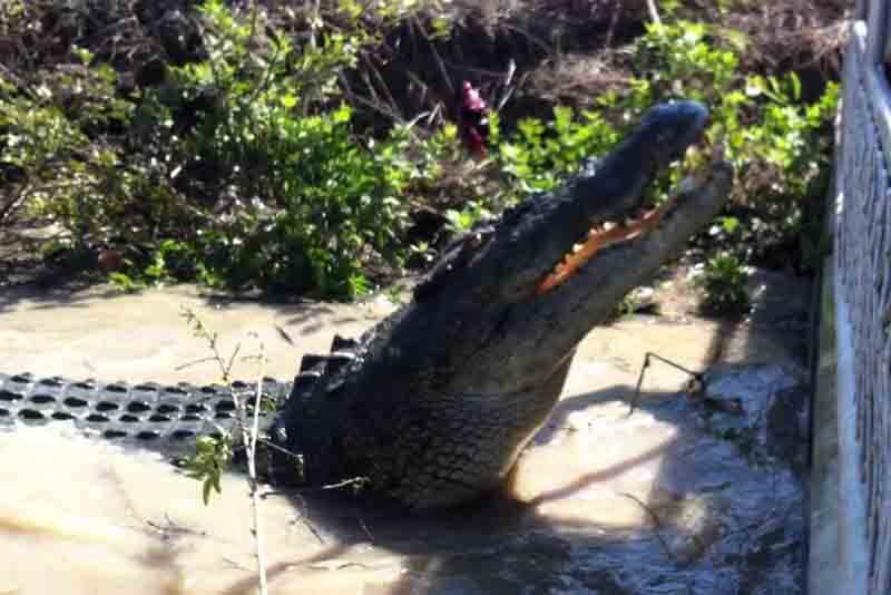 Top 20 Largest Crocodiles in the world - Depth World