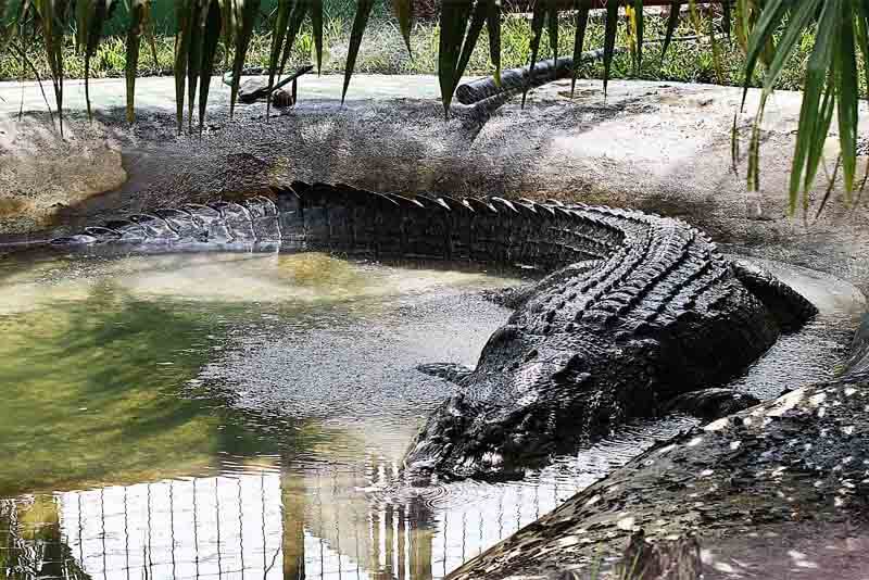 Top 20 Largest Crocodiles in the world - Depth World
