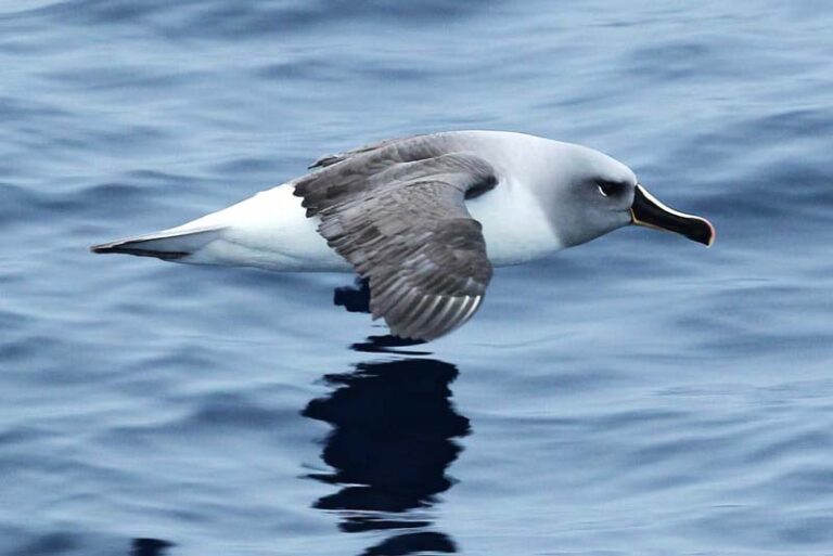 Top 10 Fastest Birds In The World - Depth World