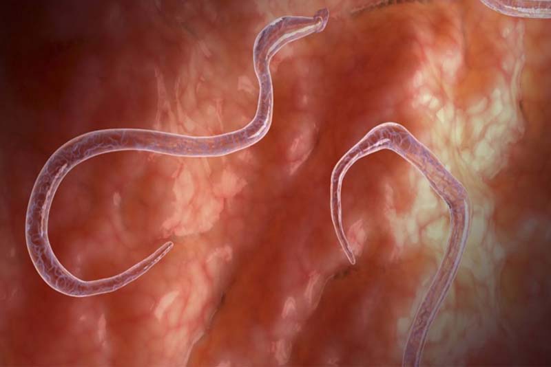 10 Most Dangerous Bugs in the world - Depth World