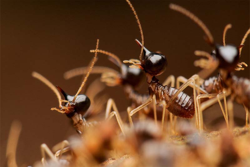 10 Most Dangerous Bugs in the world - Depth World
