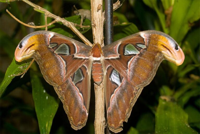 10 of The World Most Beautiful Moths - Depth World