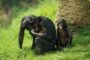 Top 10 Most Romantic Animals in the World - Depth World