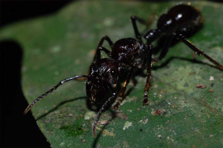 10 Most Painful Insect Stings - Depth World