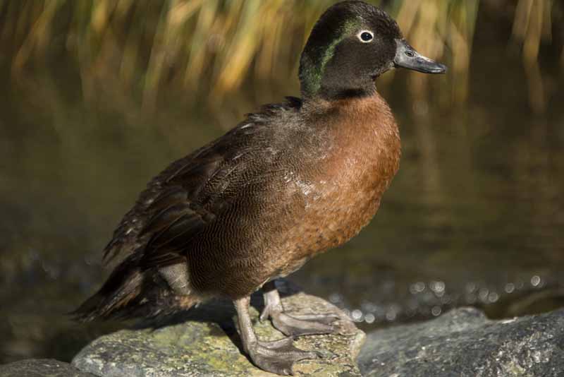 Top 10 Astonishing flightless birds - Depth World