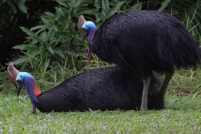 Top 10 Astonishing flightless birds - Depth World