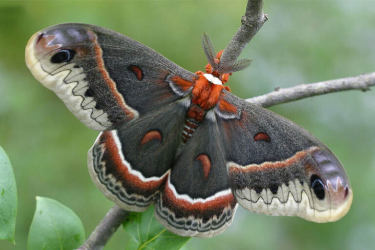 10 of The World Most Beautiful Moths - Depth World