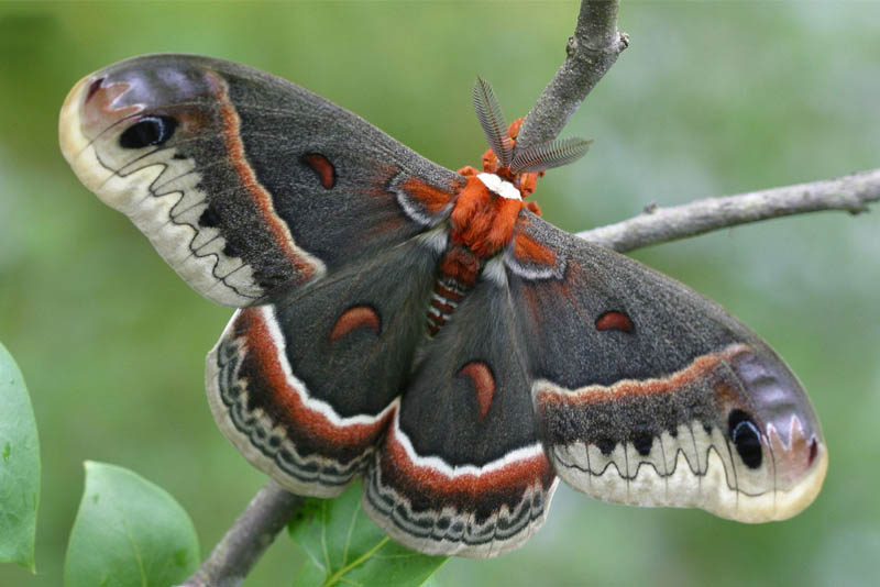 10 of The World Most Beautiful Moths - Depth World