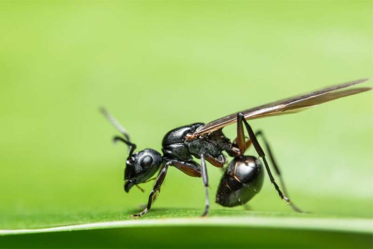 Top 10 Shortest living animals in the world - Depth World