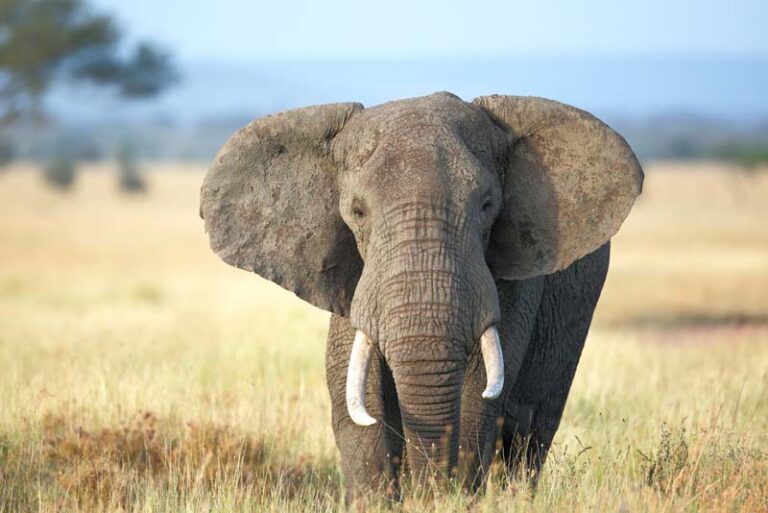 Top 10 Strongest Animals in the World - Depth World