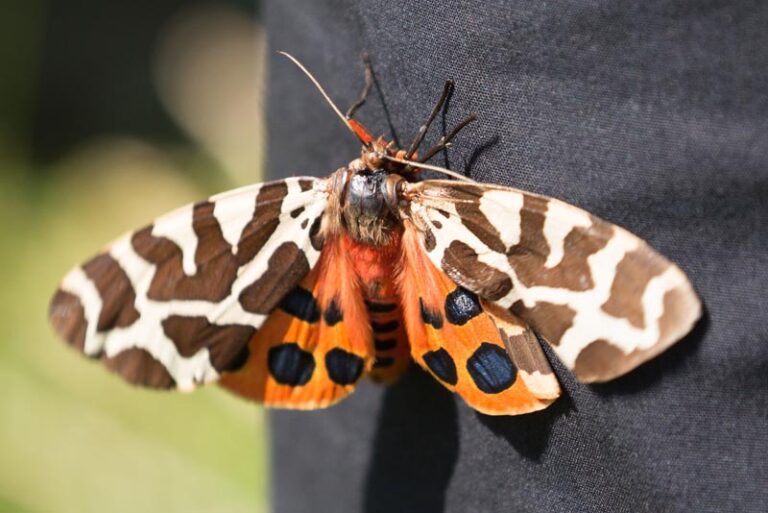 10 of The World Most Beautiful Moths - Depth World