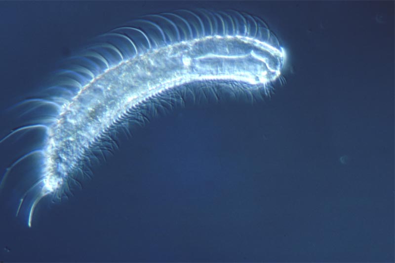 Top 10 Shortest living animals in the world - Depth World