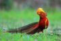 Top 10 most beautiful crested birds - Depth World