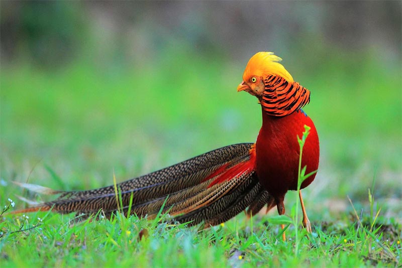 Top 10 most beautiful crested birds - Depth World