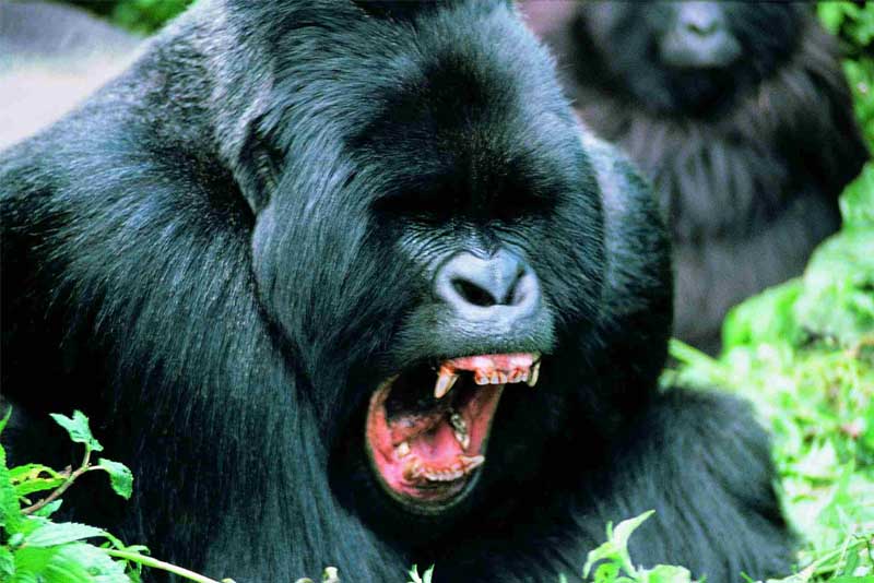 Top 10 Most Powerful Animal Bites - Depth World