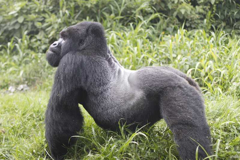 Top 10 Strongest Animals in the World - Depth World