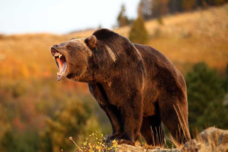 Top 10 Most Powerful Animal Bites - Depth World