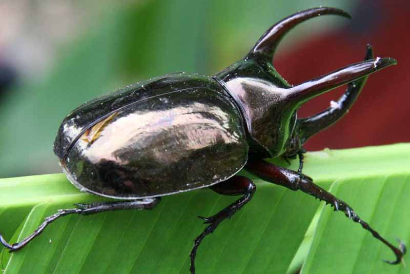 Top 10 Weirdest Insects in the World - Depth World