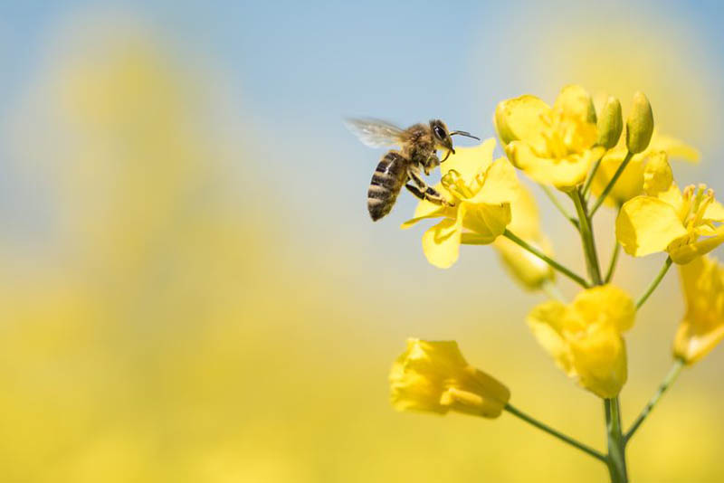 10 Most Painful Insect Stings - Depth World