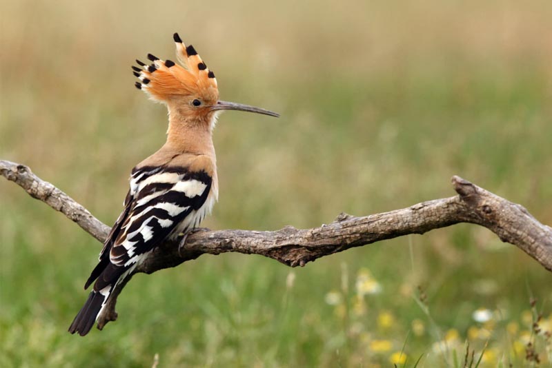 Top 10 most beautiful crested birds - Depth World