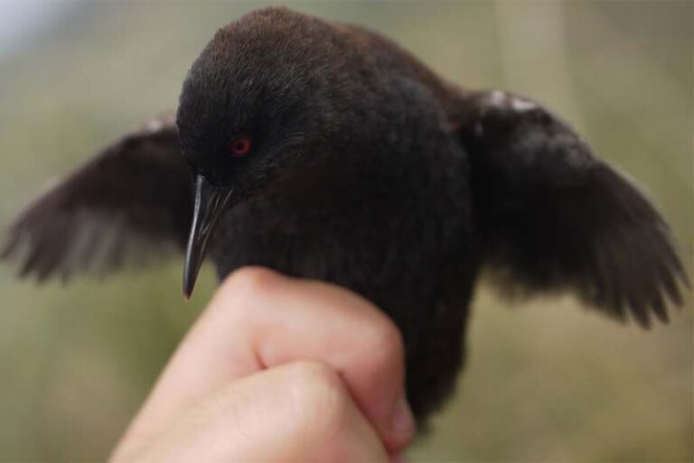Top 10 Astonishing flightless birds - Depth World