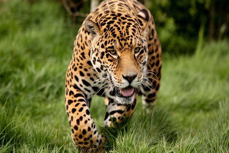 Top 10 Most Powerful Animal Bites - Depth World