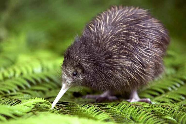 Top 10 Astonishing flightless birds - Depth World