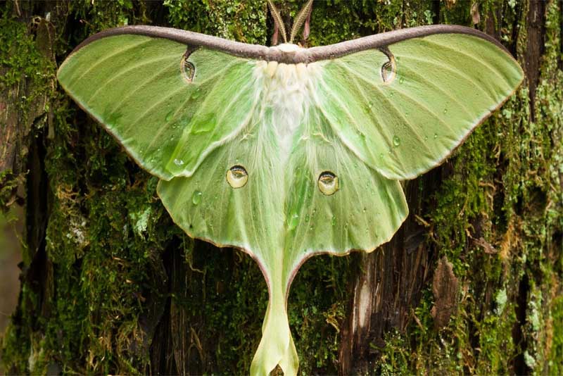 10 of The World Most Beautiful Moths - Depth World