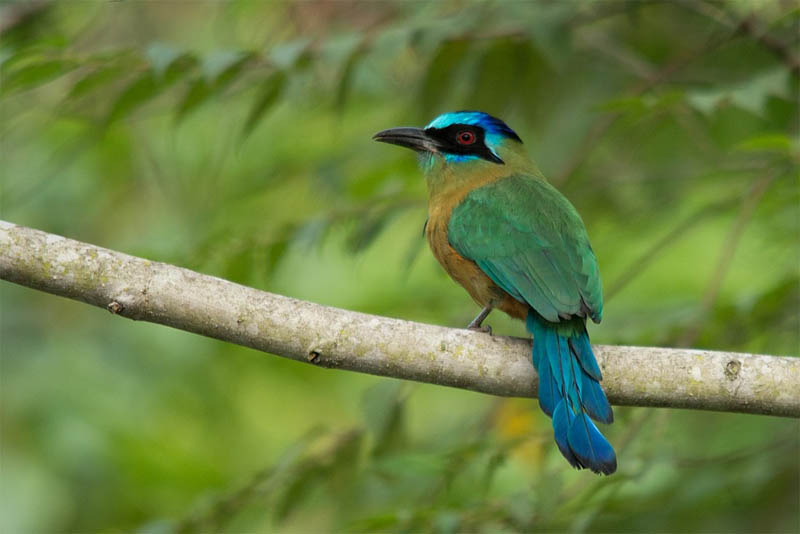 Top 20 Small Birds with Long Tails - Depth World