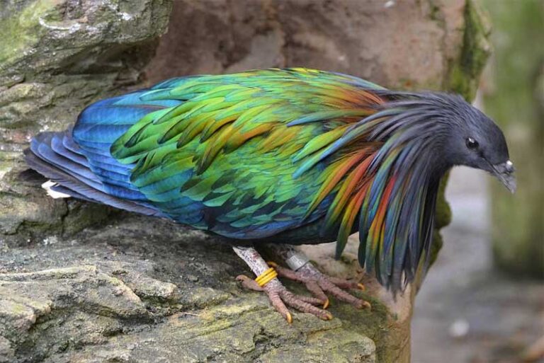 Top 10 most beautiful crested birds - Depth World