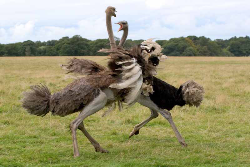 Top 10 Astonishing flightless birds - Depth World