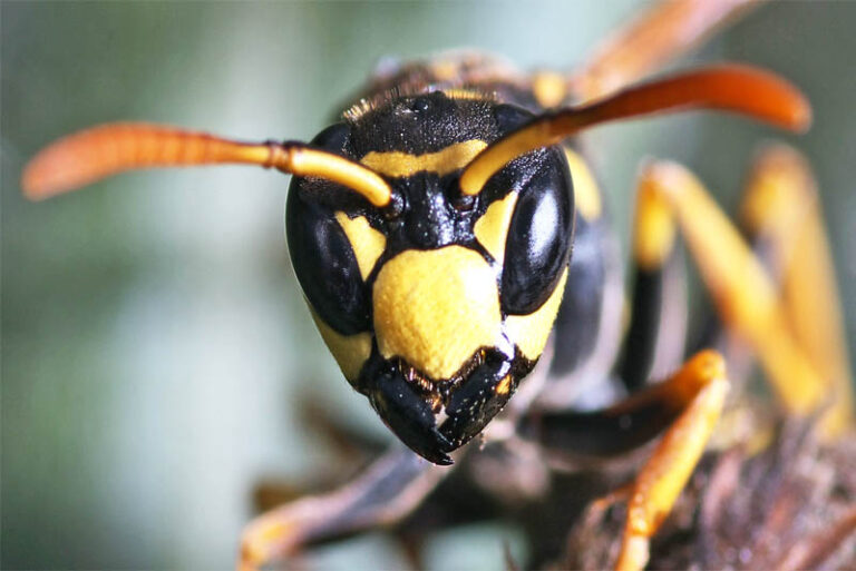 10 Most Painful Insect Stings - Depth World