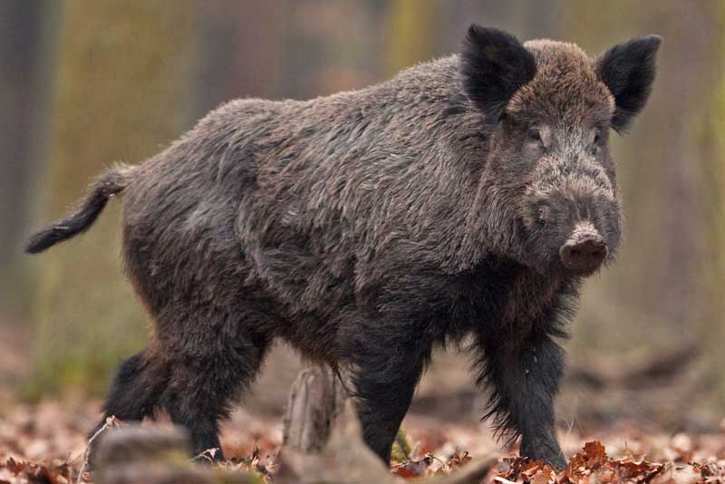 10 Intelligent Animals That Are Amazingly Genius - Depth World