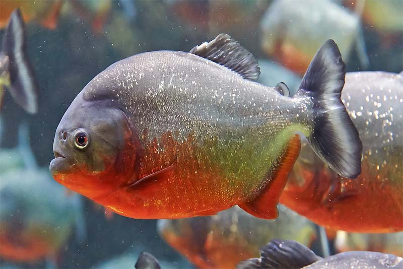 10 Deadliest Fishes that can be dangerous for humans - Depth World