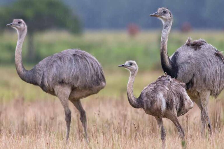Top 10 Astonishing flightless birds - Depth World