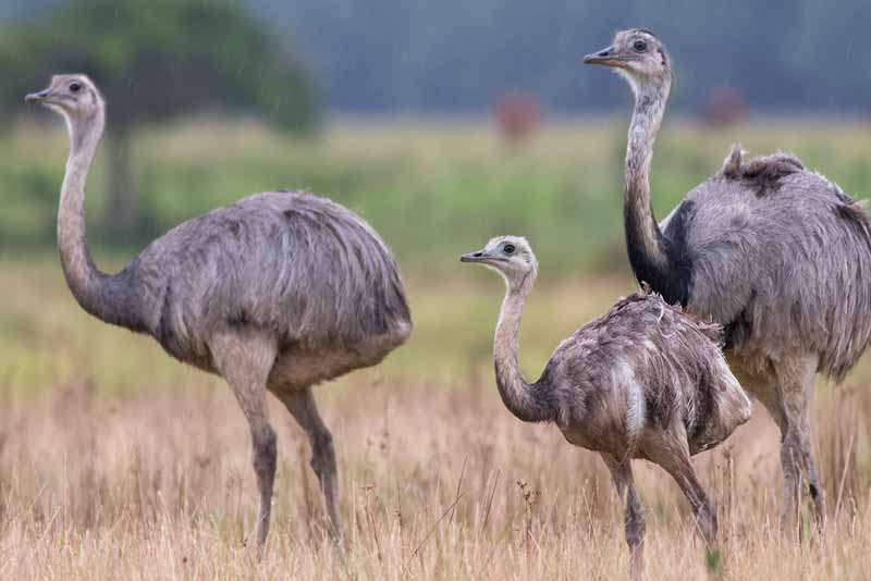 Top 10 Astonishing flightless birds - Depth World
