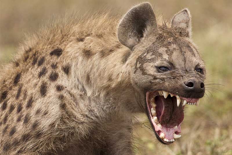 Top 10 Most Powerful Animal Bites - Depth World