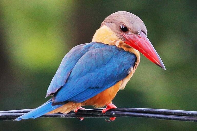 10 Most Beautiful Birds in the World - Depth World
