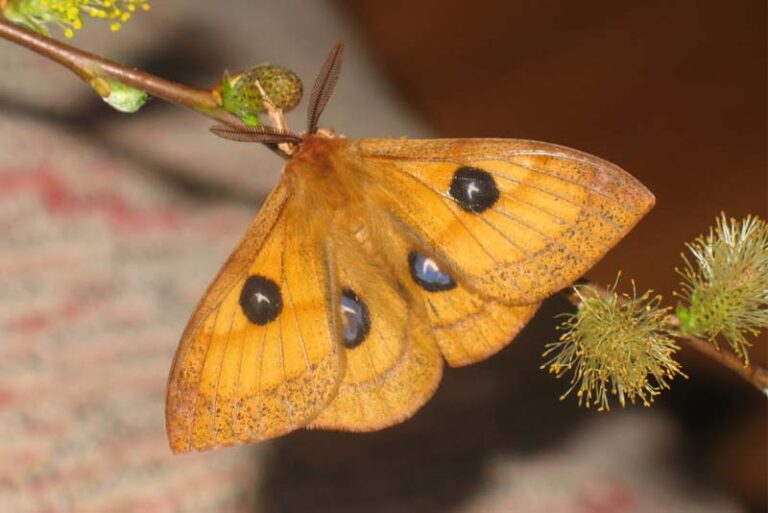 10 of The World Most Beautiful Moths - Depth World