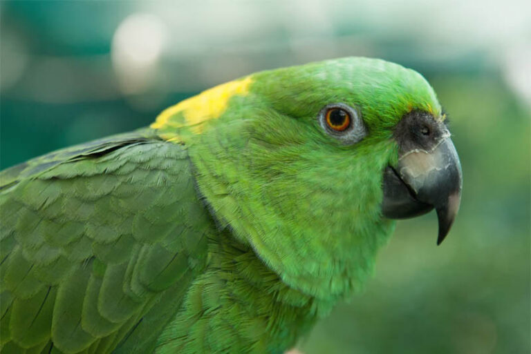Top 10 Talking Birds that can mimic human voice - Depth World