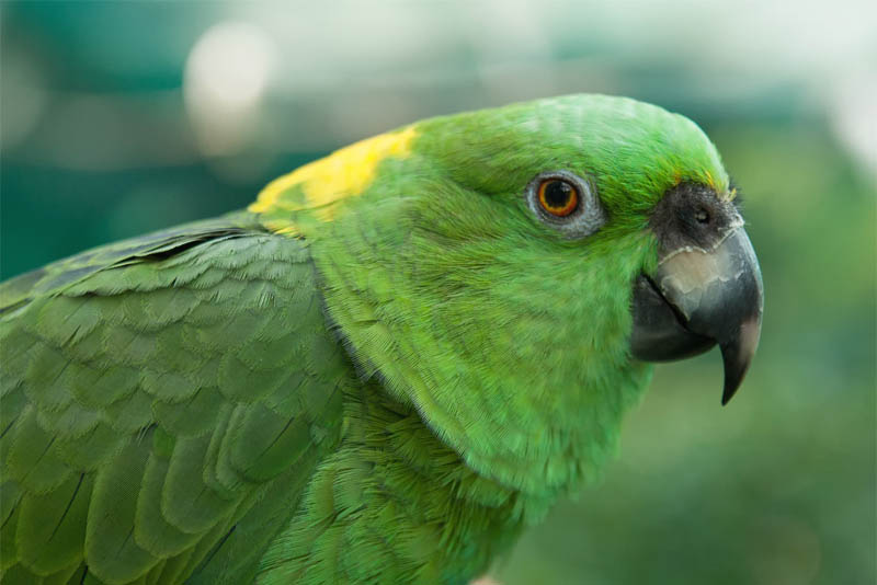 Top 10 Talking Birds that can mimic human voice - Depth World
