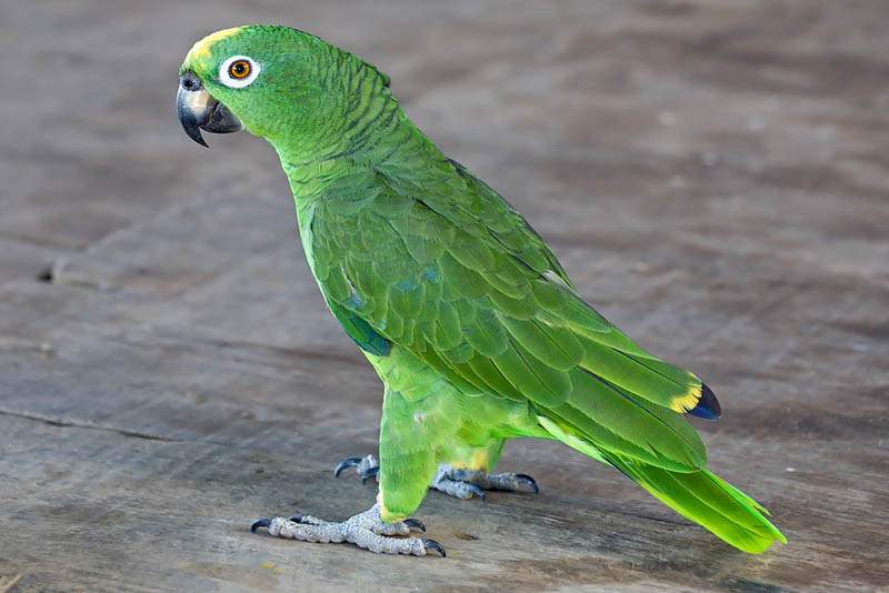 Top 10 Talking Birds that can mimic human voice - Depth World