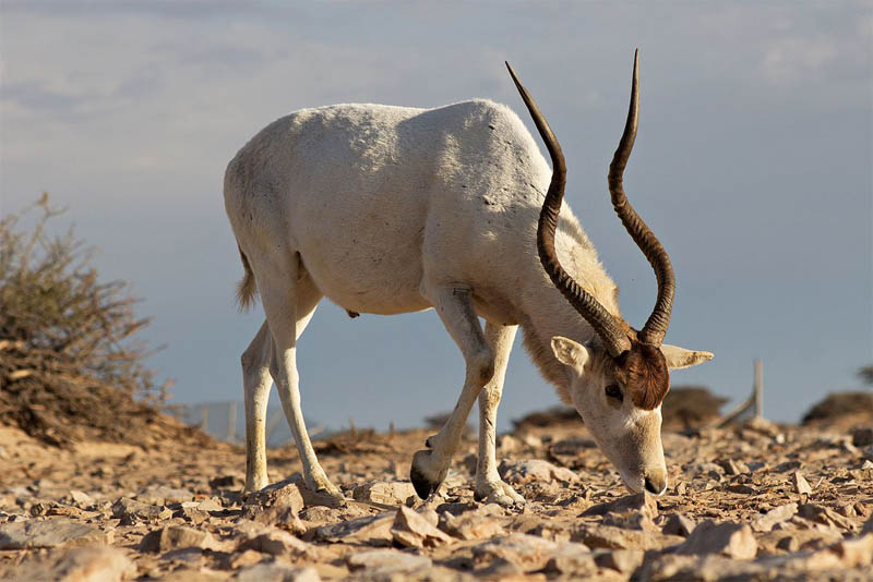 10 Amazing Horns in the Animal Kingdom - Depth World