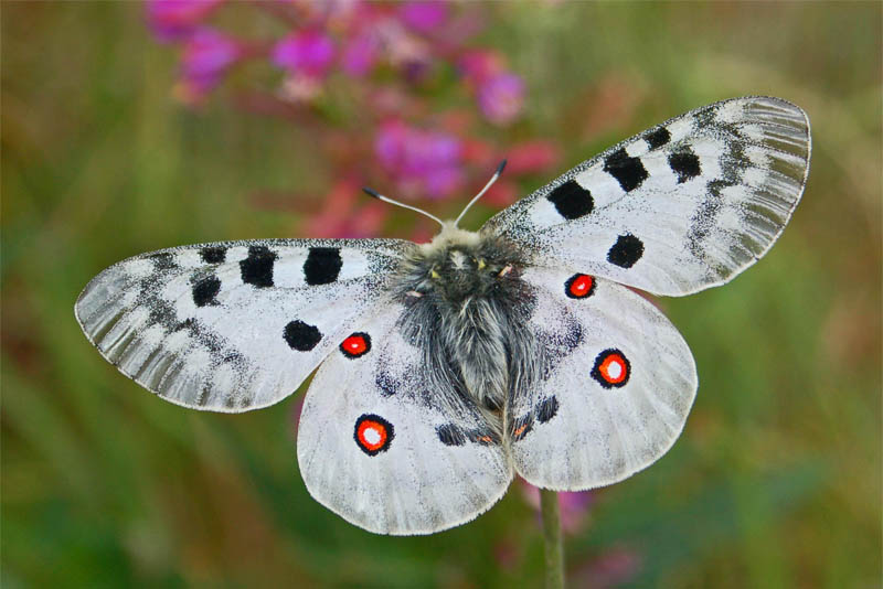 Top 10 Beautiful Butterflies in the World - Depth World