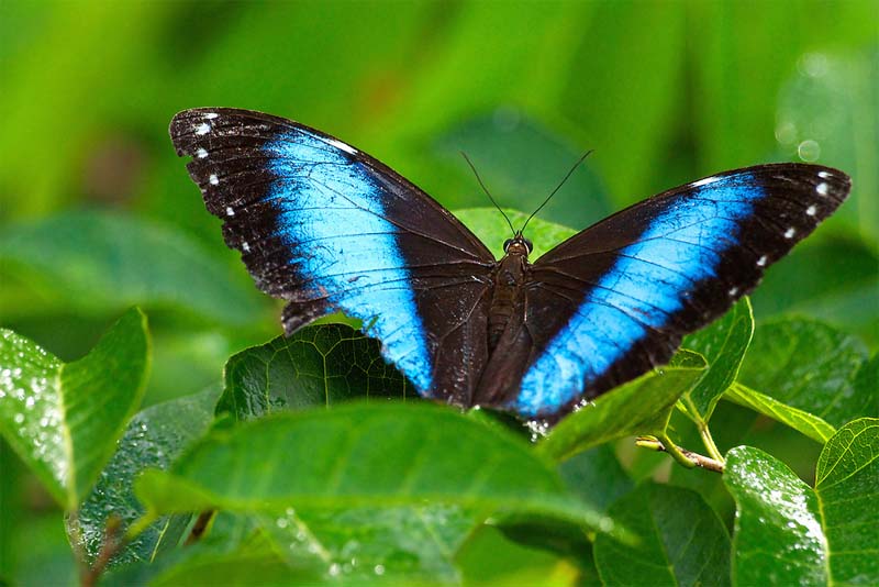 Top 10 Beautiful Butterflies in the World - Depth World