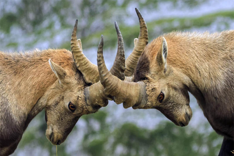 10 Amazing Horns in the Animal Kingdom - Depth World
