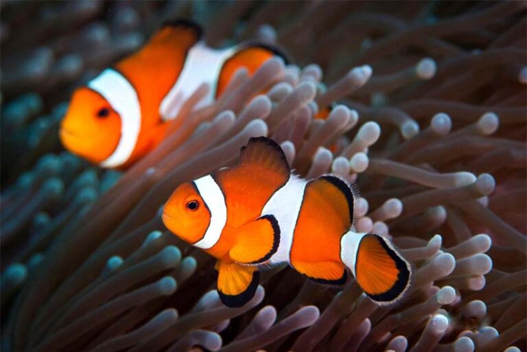 Top 10 Colorful Ocean Creatures - Depth World