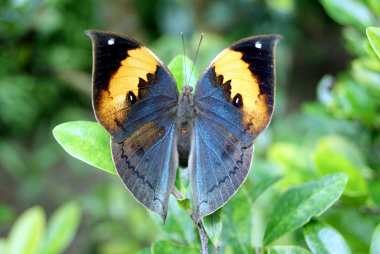 Top 10 Beautiful Butterflies in the World - Depth World