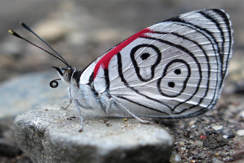 Top 10 Beautiful Butterflies in the World - Depth World